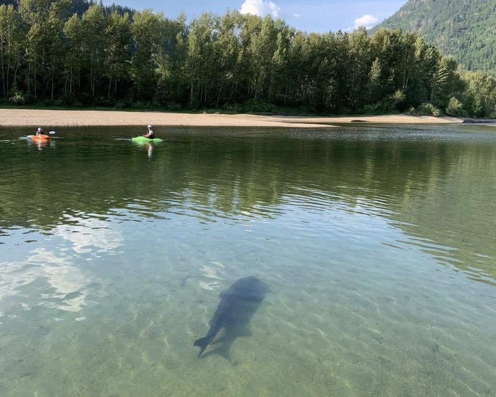 Discover the Secret Watery Realm of Castlegar - Paddle BC